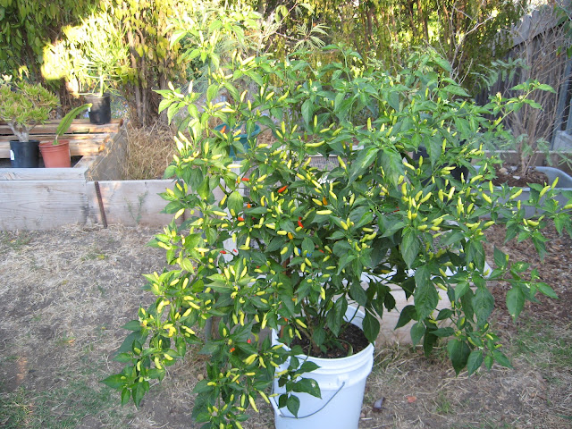 Extreme Hot Peppers: Tabasco Peppers