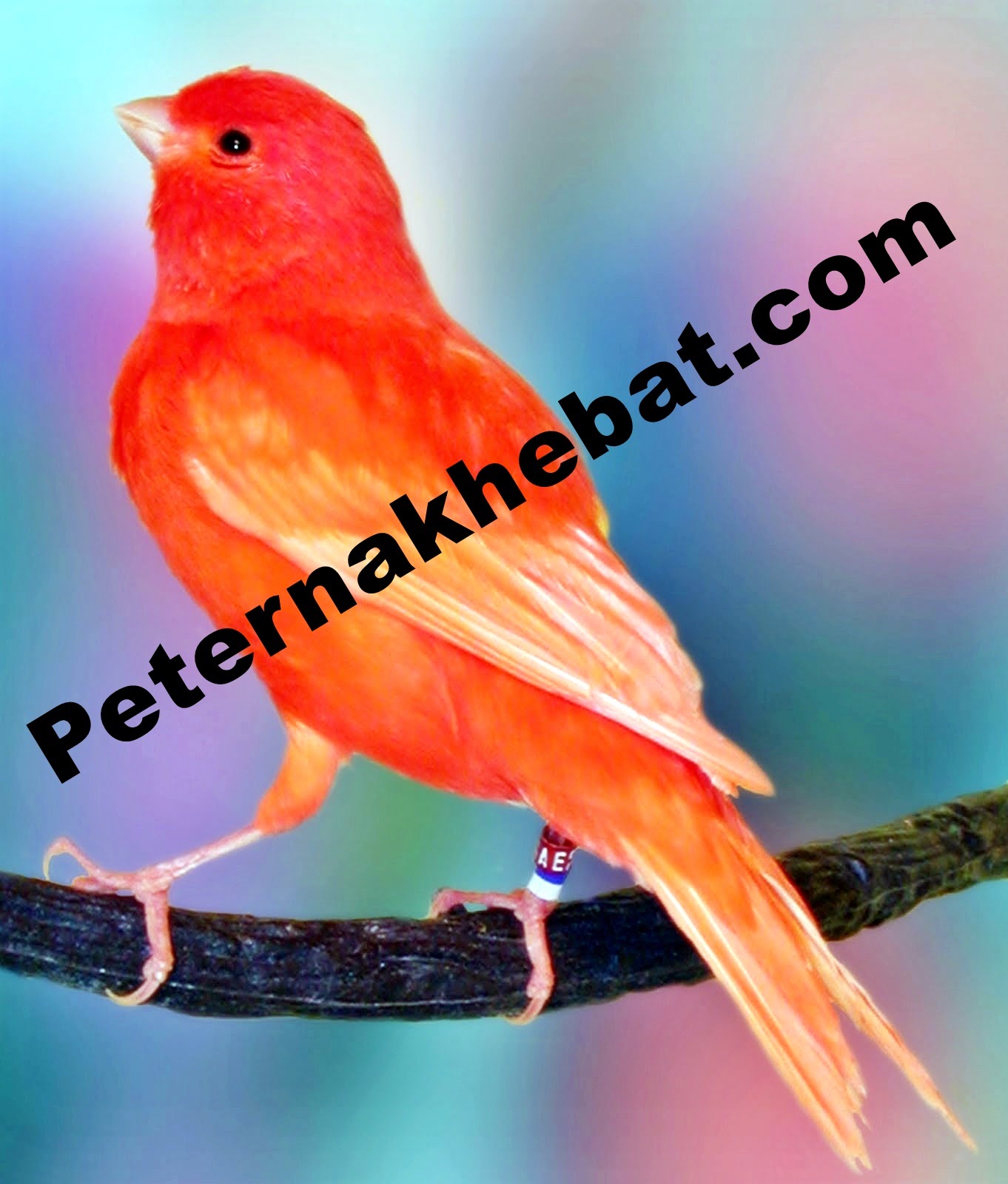 menjaga hewan dan tumbuhan: Cara Burung Kenari Agar Cepat Gacor