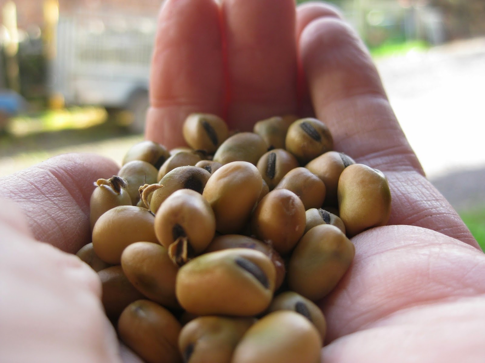 up the garden path:: counting beans
