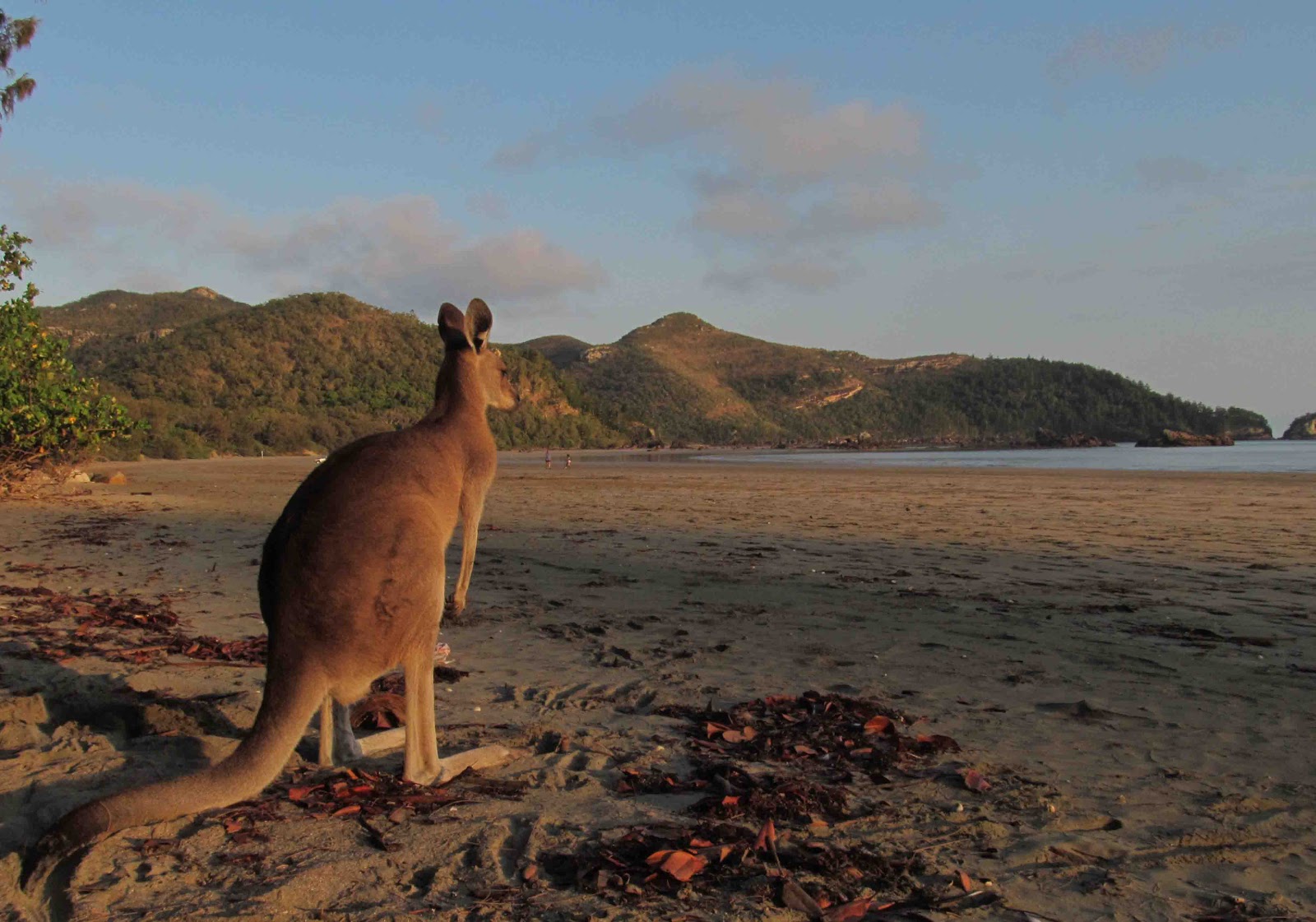 Com a cara, a coragem, a saudade e ...: ... os cangurus