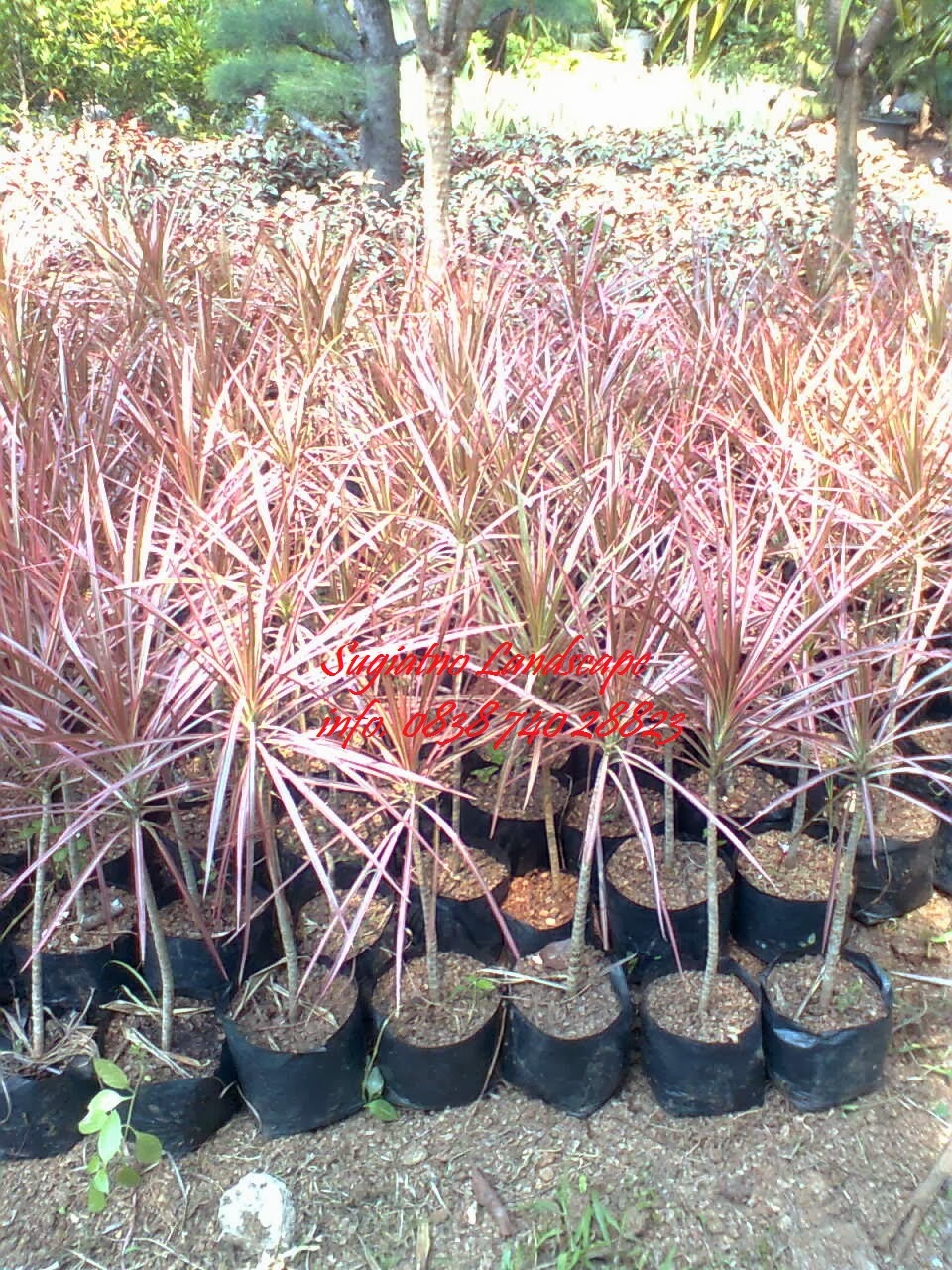 Tanaman tri color | three colour | Pohon tiga warna | Tukang Taman