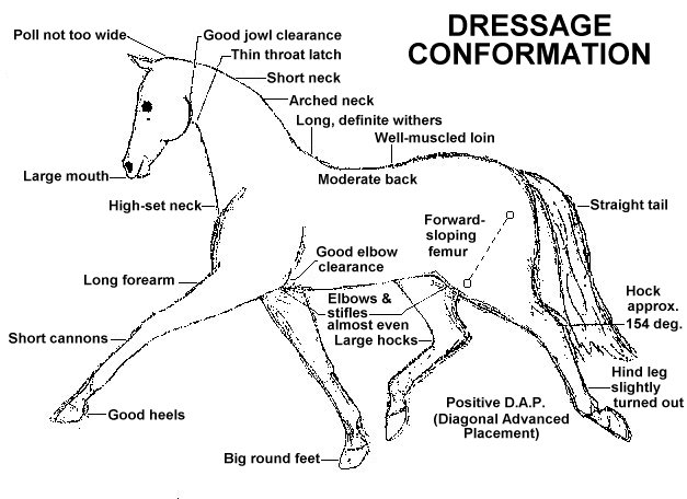 Dressage Enthusiast With A Spin On It: The perfect horse?