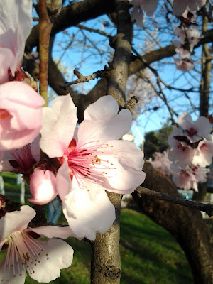 Tableta mea: Poze cu tableta Samsung Galaxy Tab 7.0 Plus