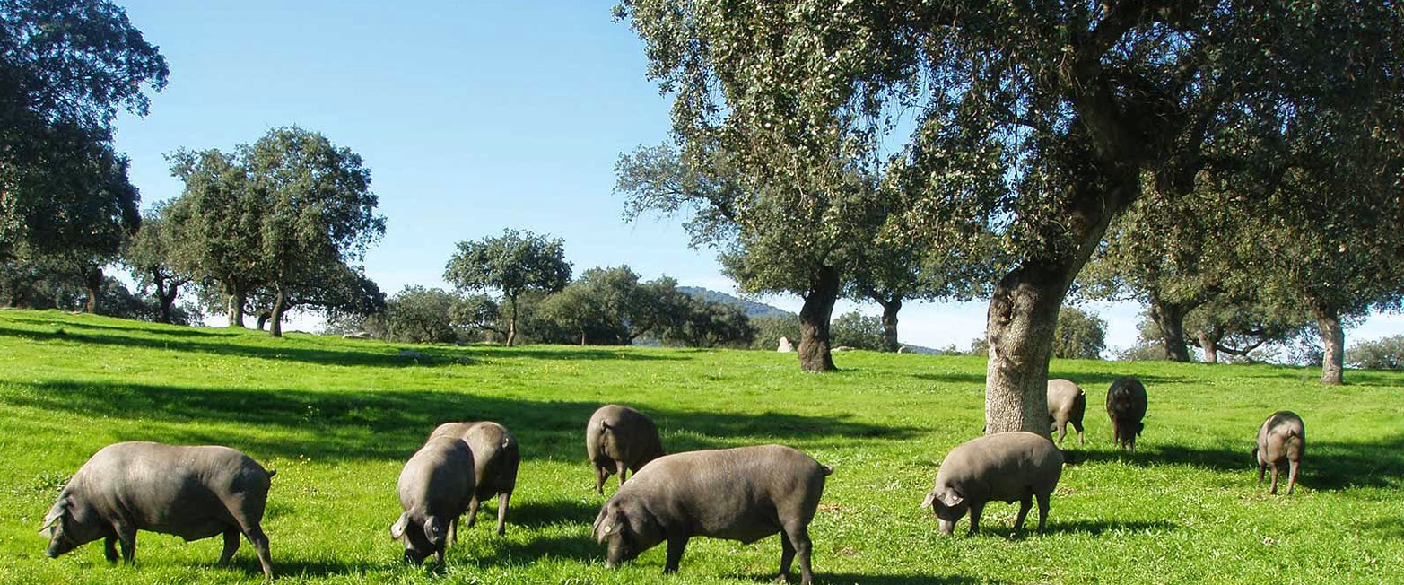 ENCINAS: origen e historia.: BELLOTAS, CORTEZA Y MADERA: la riqueza de ...