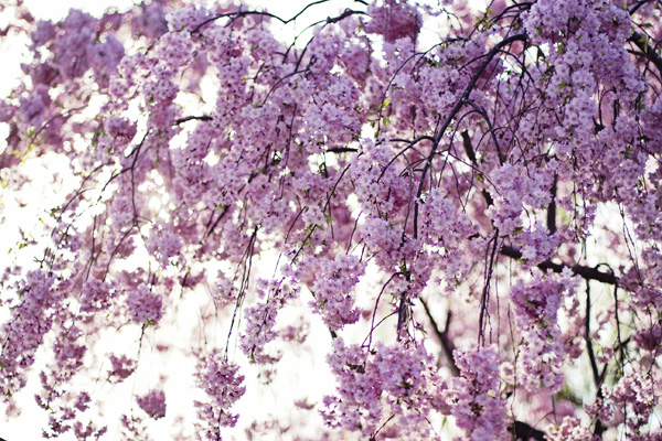 Classy and fabulous: It's Cherry Blossom Time