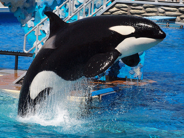 Animals of the world: Kasatka Killer whale