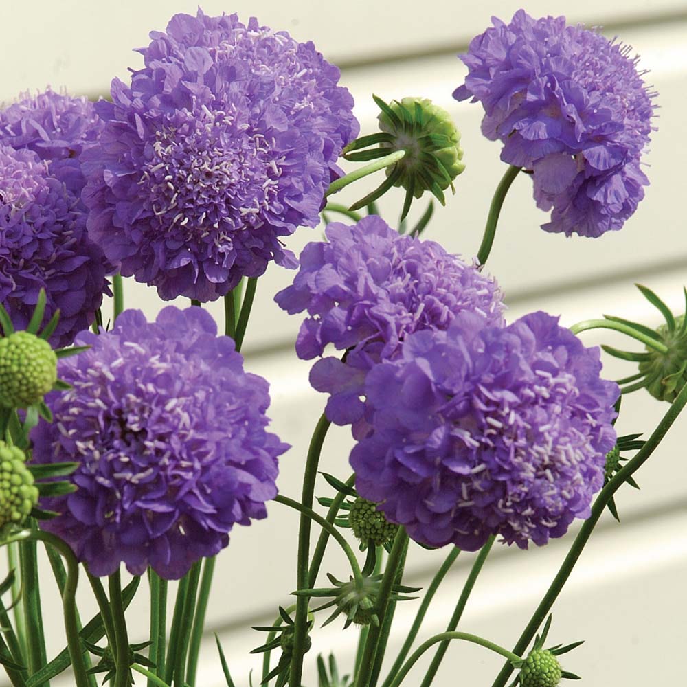 Caliandra Plantas e Flores: SAUDADES - Scabiosa atropurpurea - R$ 7,00 ...
