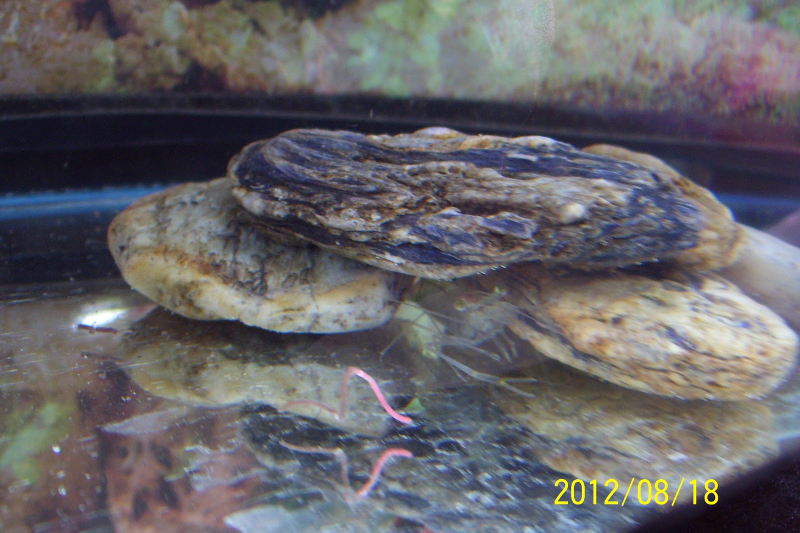 My Pic of the Day: Freshwater Hipon