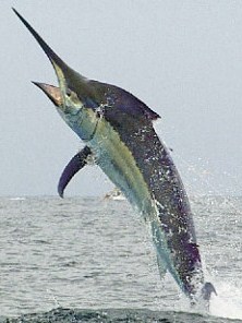 Universo Animal: ¿Dónde vive el pez espada?