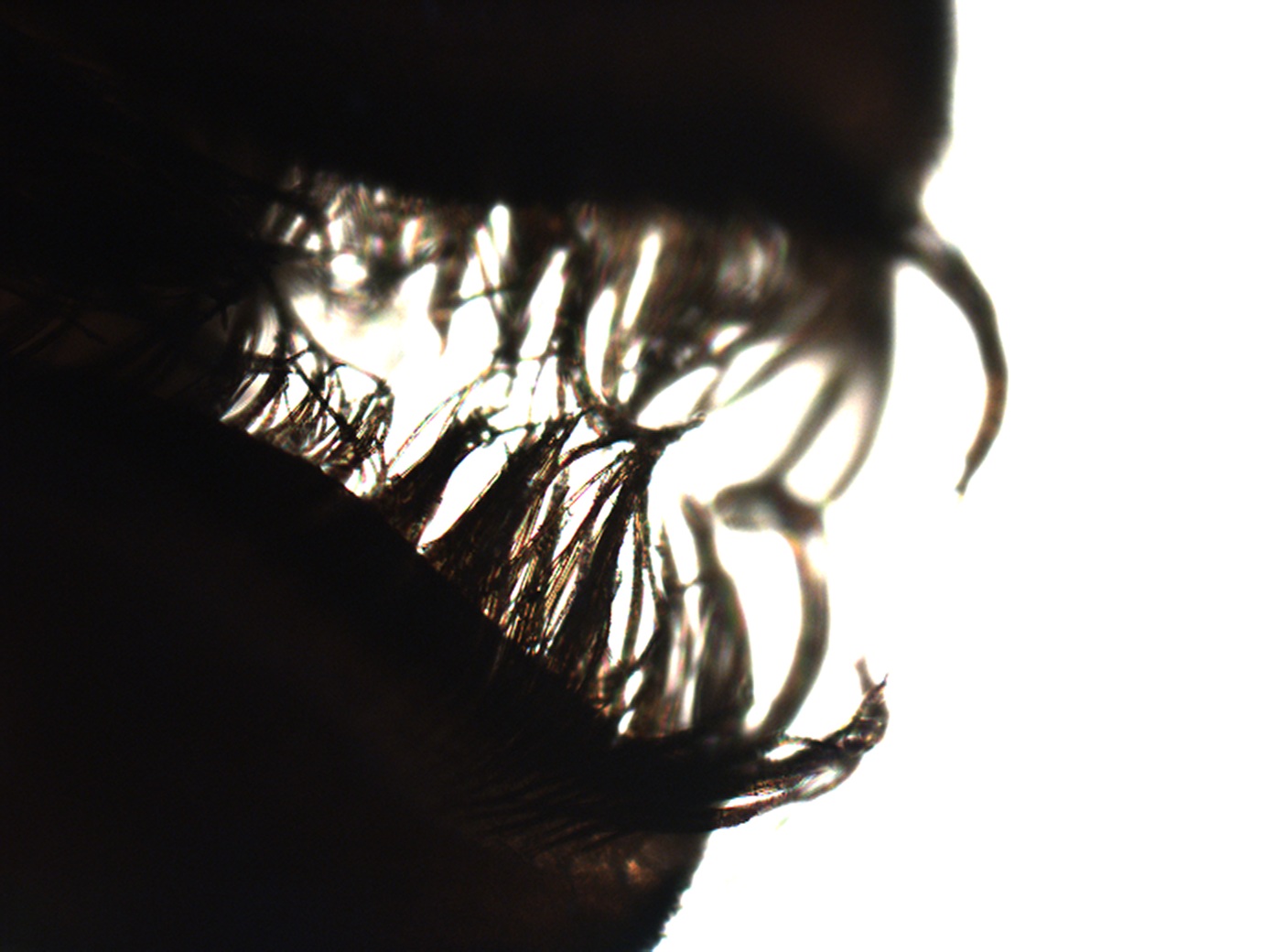 Ruth Kerr: Spider photos and microscope images