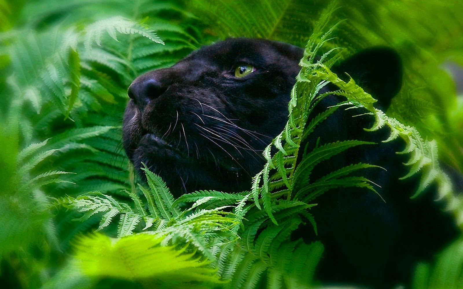 Panther - HD Wallpapers | Earth Blog