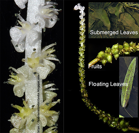 Biodiversity of Sri Lanka: කෙකටිය [Kekatiya](Aponogeton crispus)