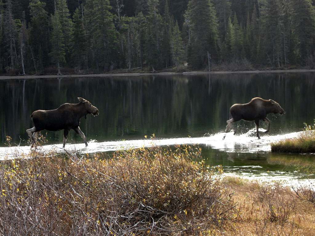 Tall Pines Hiker: Upper Two Medicine Lake