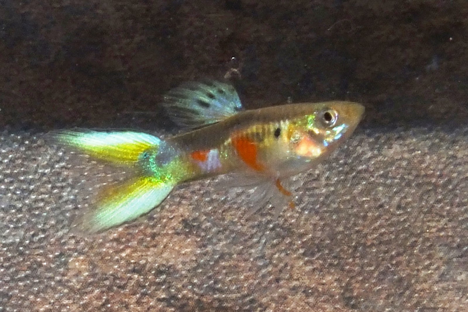Swordtail Guppies: New X-link Vienna Double Sword Strain