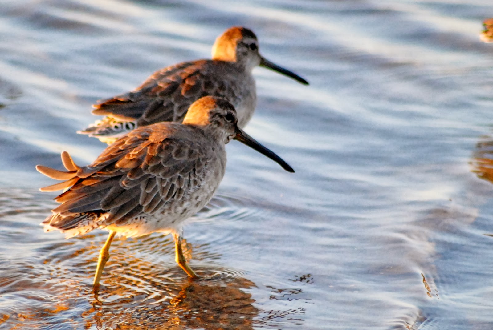 Field Notes and Photos: A conundrum of Dowitchers at Fort DeSoto Park