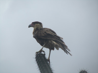 Hiking Curaçao - Flora and Fauna: Warawara - Valk - Crested Caracara