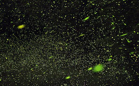 The Presurfer: Firefly Exposures