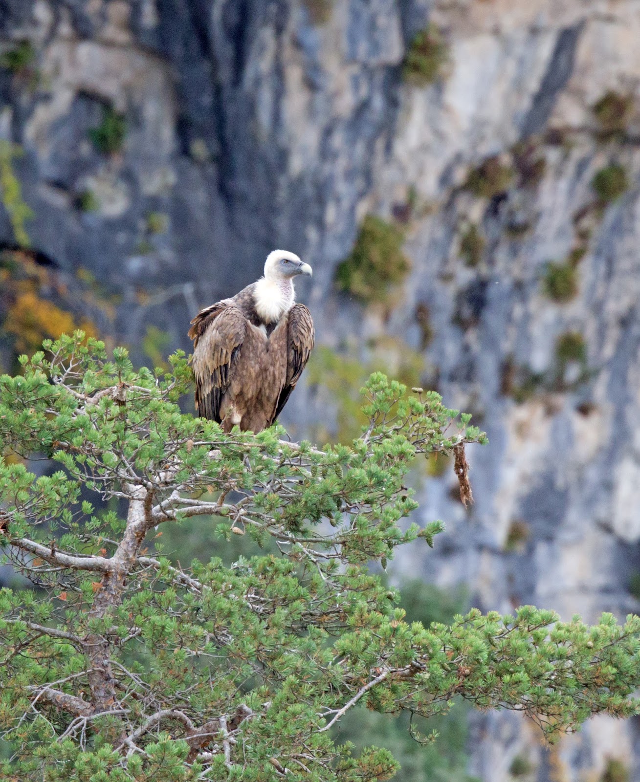 Wallcreeper, Lammergeier and Griffons | wallpaper hd download