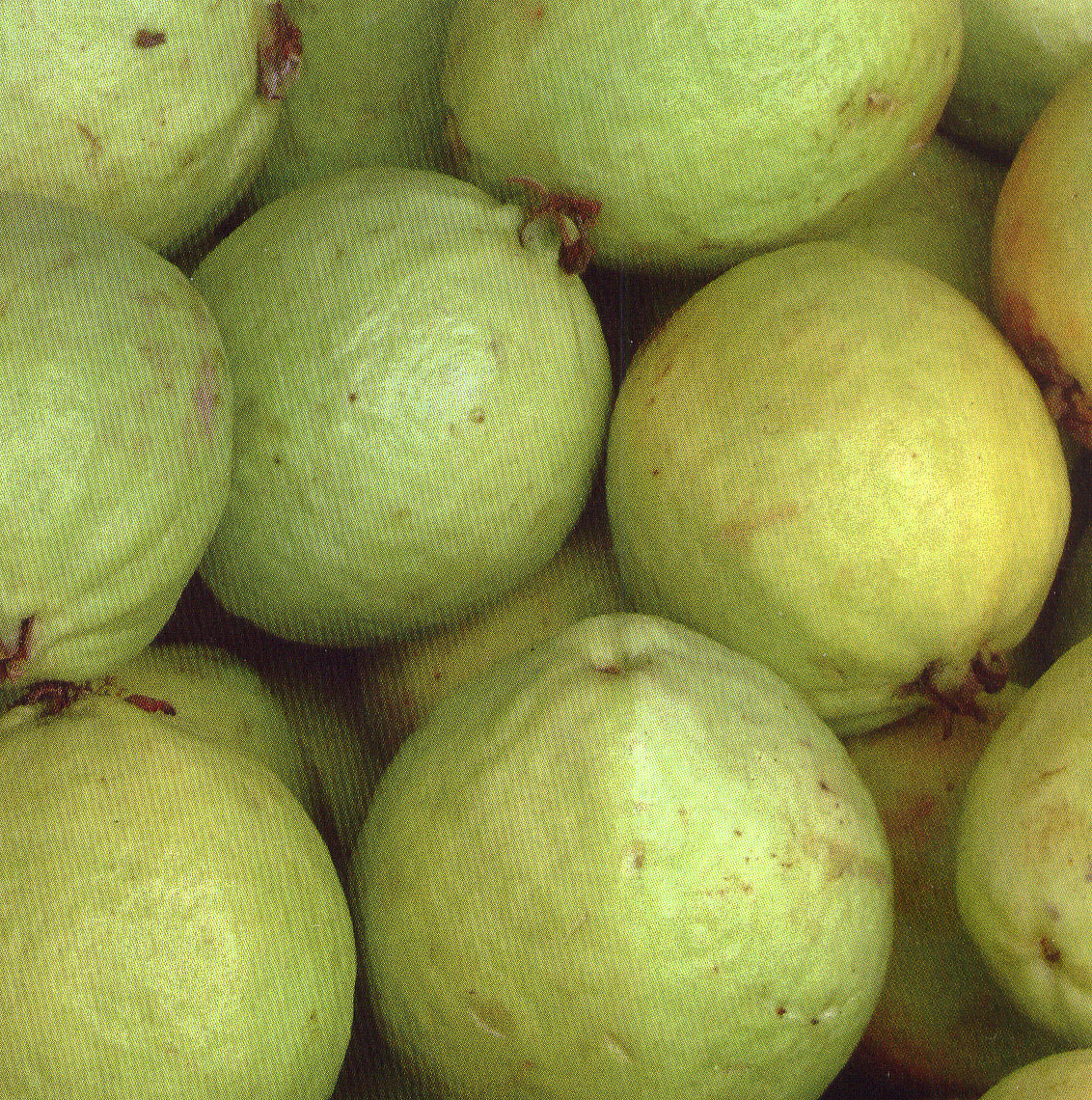 Cocinarte Chile: 2013-02-10