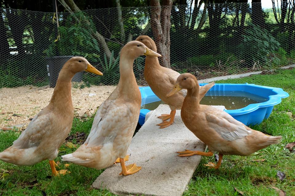 Cheeps and quackers: 20 weeks of Buff Orpington Ducks, part 2