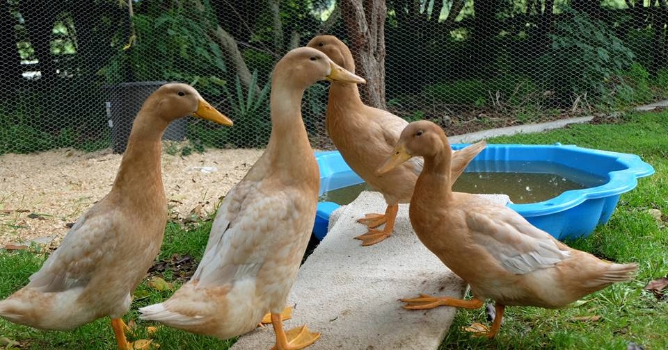 Cheeps and quackers: 20 weeks of Buff Orpington Ducks, part 2