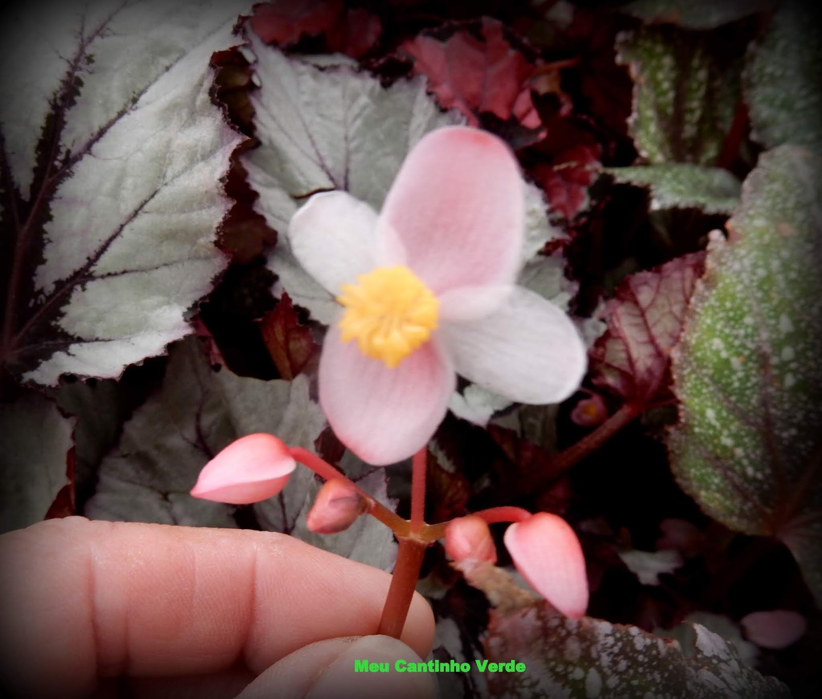 Meu Cantinho Verde: BEGONIA REX PUTZ