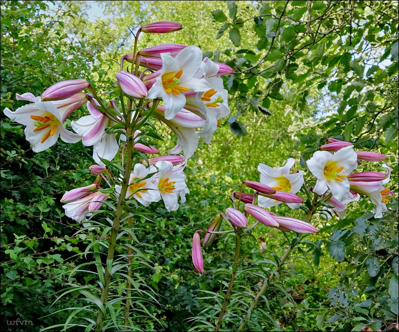 Where Five Valleys Meet: "Consider the lilies of the field and how they ...