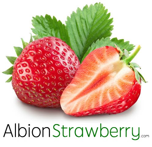 STRAWBERRY ALBION