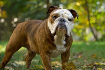 Kutya ABC: Angol bulldog