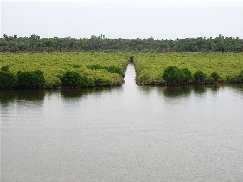 Tamilnadu Tourism: PICHAVARAM