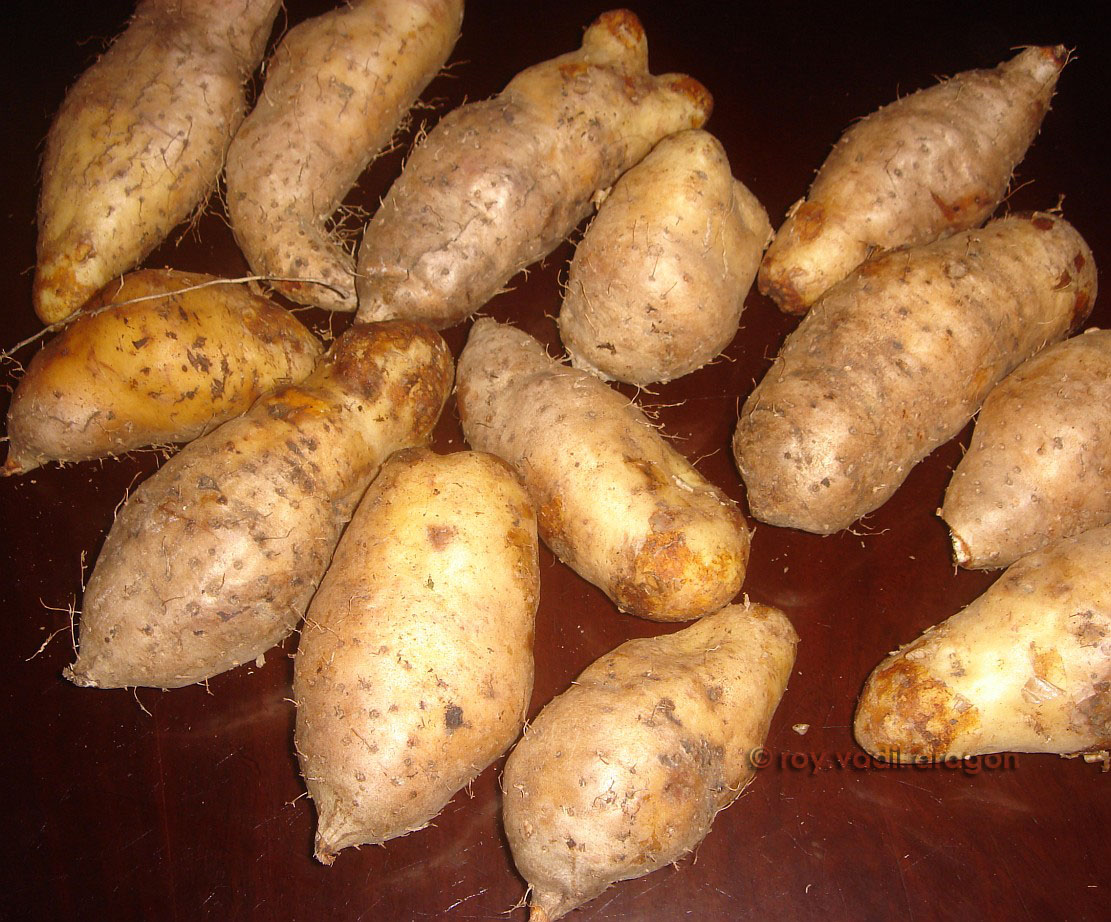 baradibud a tugi, lesser yam vegetable stew ~ PINAKBET REPUBLIC
