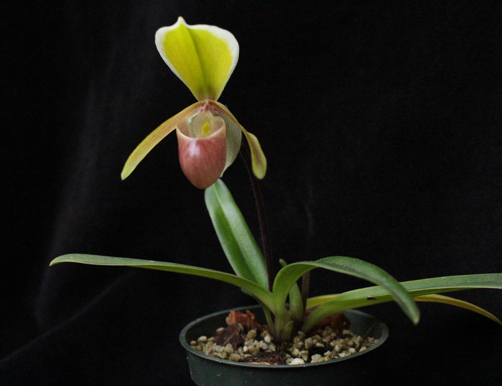 Paphiopedilum helenae orchid plant care and culture | Travaldo's blog