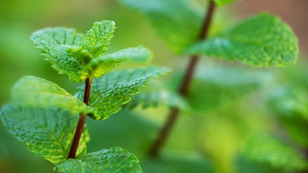 Greek Mythology: Minthe