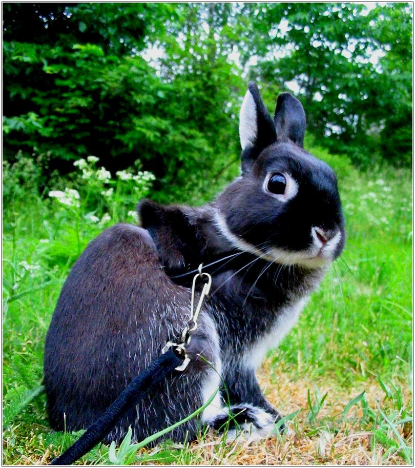 Imagini cu iepurasi - Avatare iepurasi