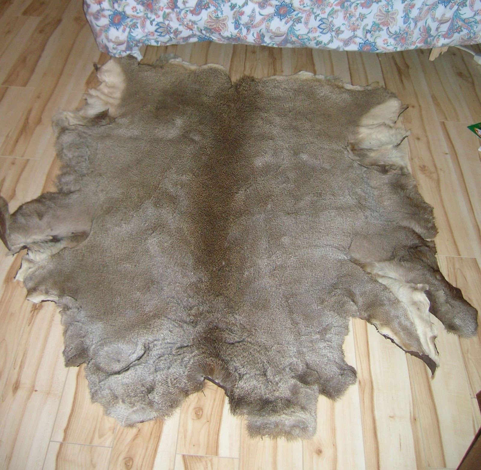 Musings of Musang: Softening the bark tanned deer hide