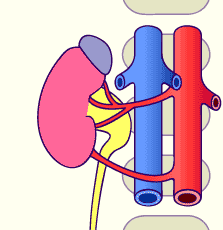 treatment for kidney disease: Atrophic Kidney