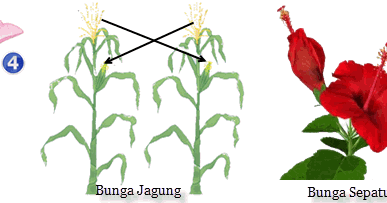 Bagian Bagian Bunga dan Fungsinya