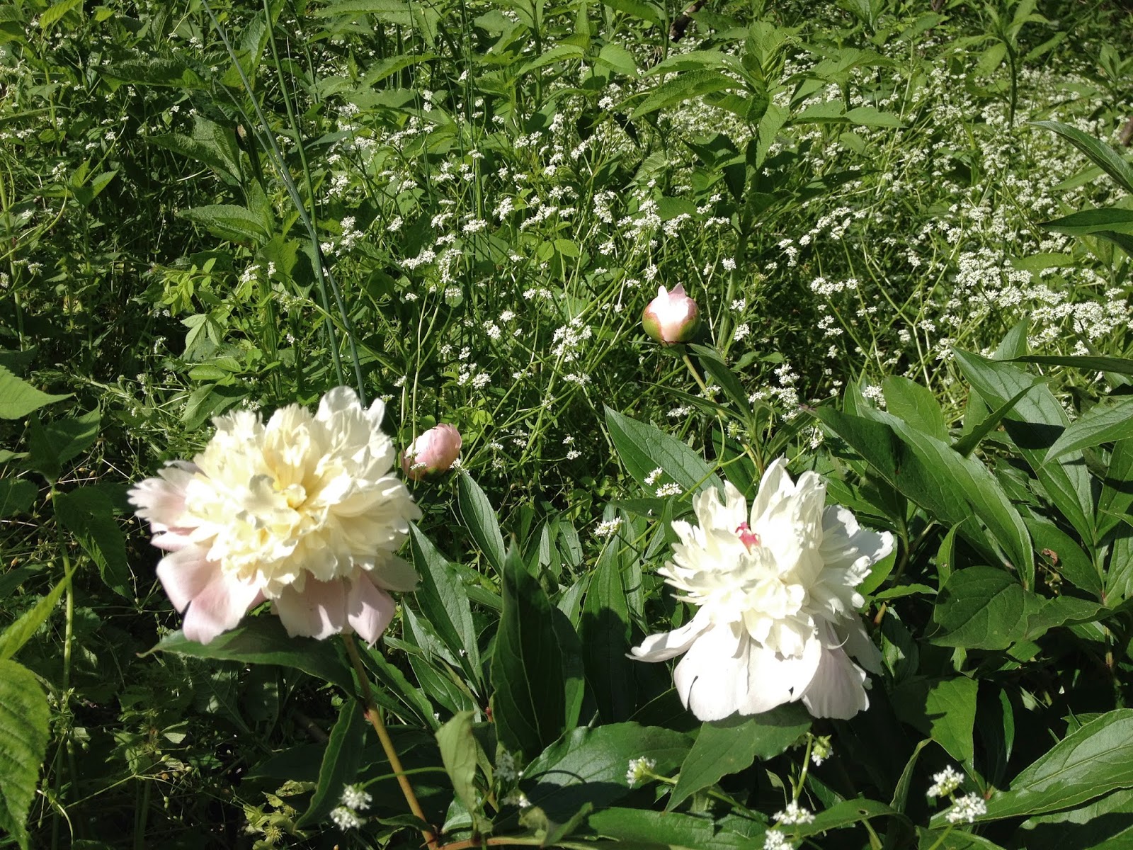 Julie Zickefoose on Blogspot: Digging the Mystery Daffodil