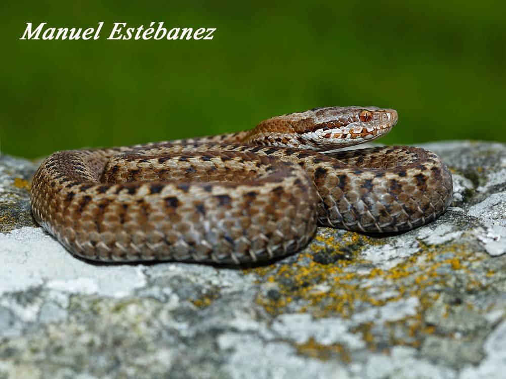Miradas Cantábricas: Víbora de Seoane o cantábrica (Vipera seoanei ...