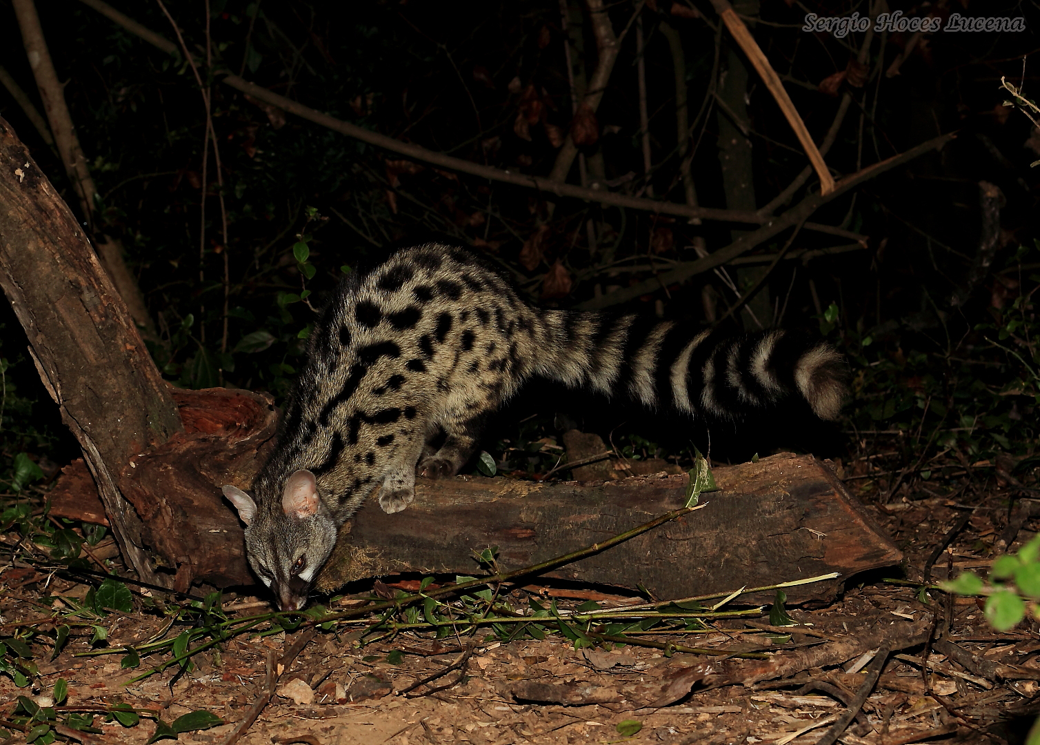 Viajes, Salidas, Naturaleza, (Fotografía).: Jineta (Genetta Genetta).