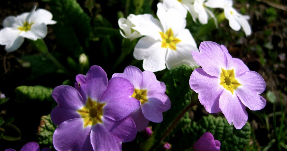 Spring Flowers in Switzerland
