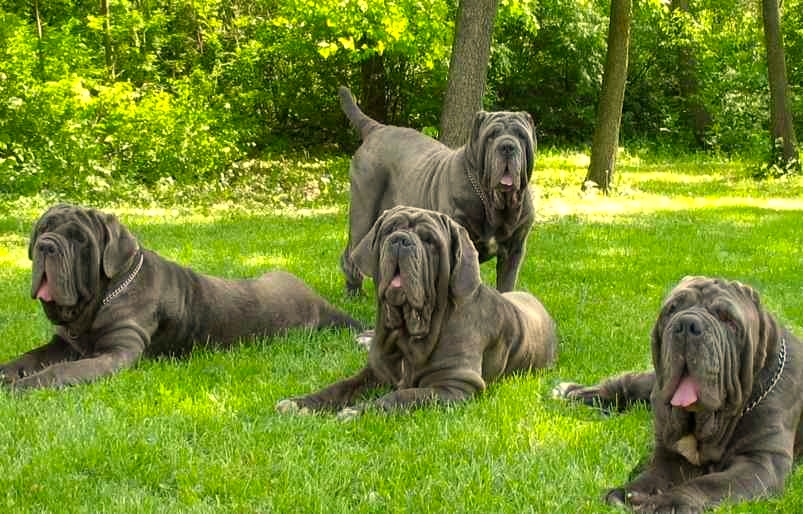 NUNCAJAMAS COCKER: PERROS DE GUARDA Y DEFENSA, POR SERGIO GRODSINSKY