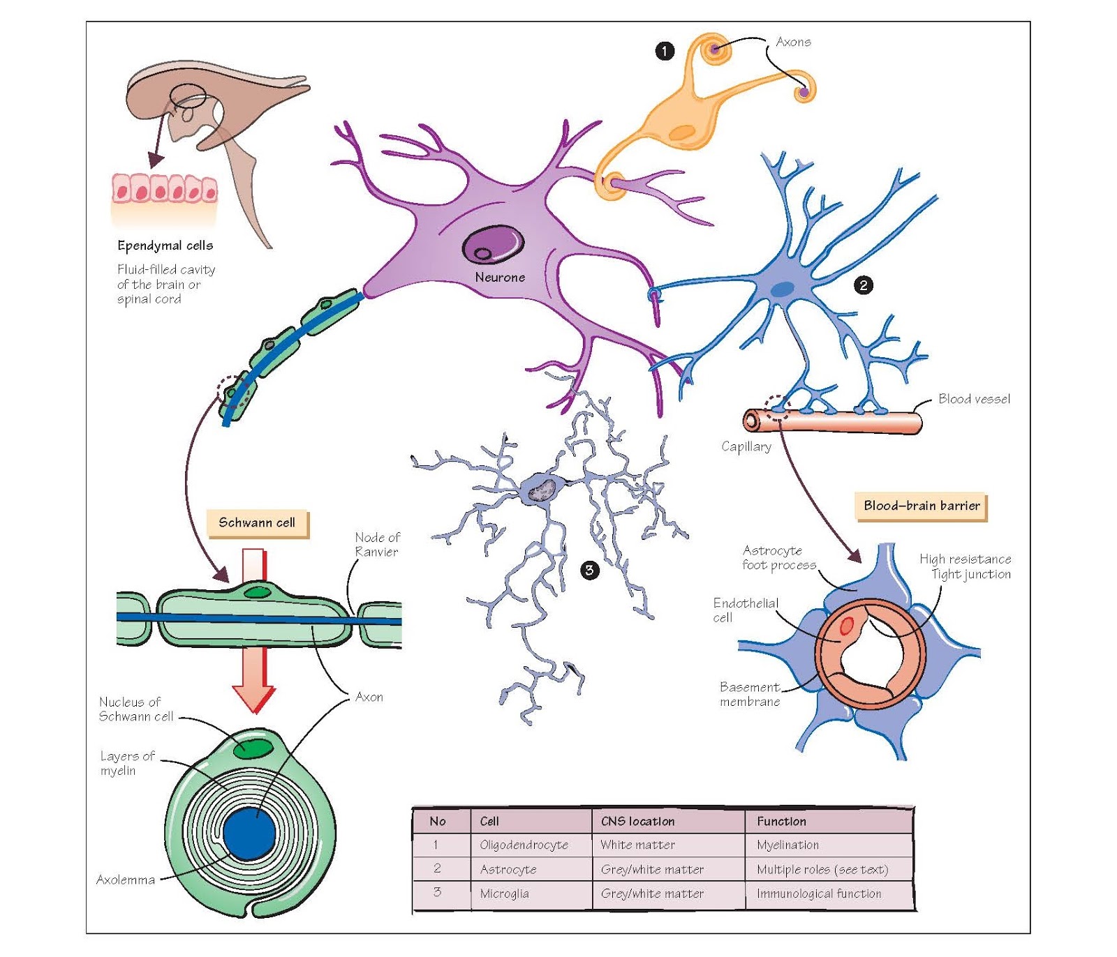 Cells Of The Nervous System II Neuroglial Cells - pediagenosis
