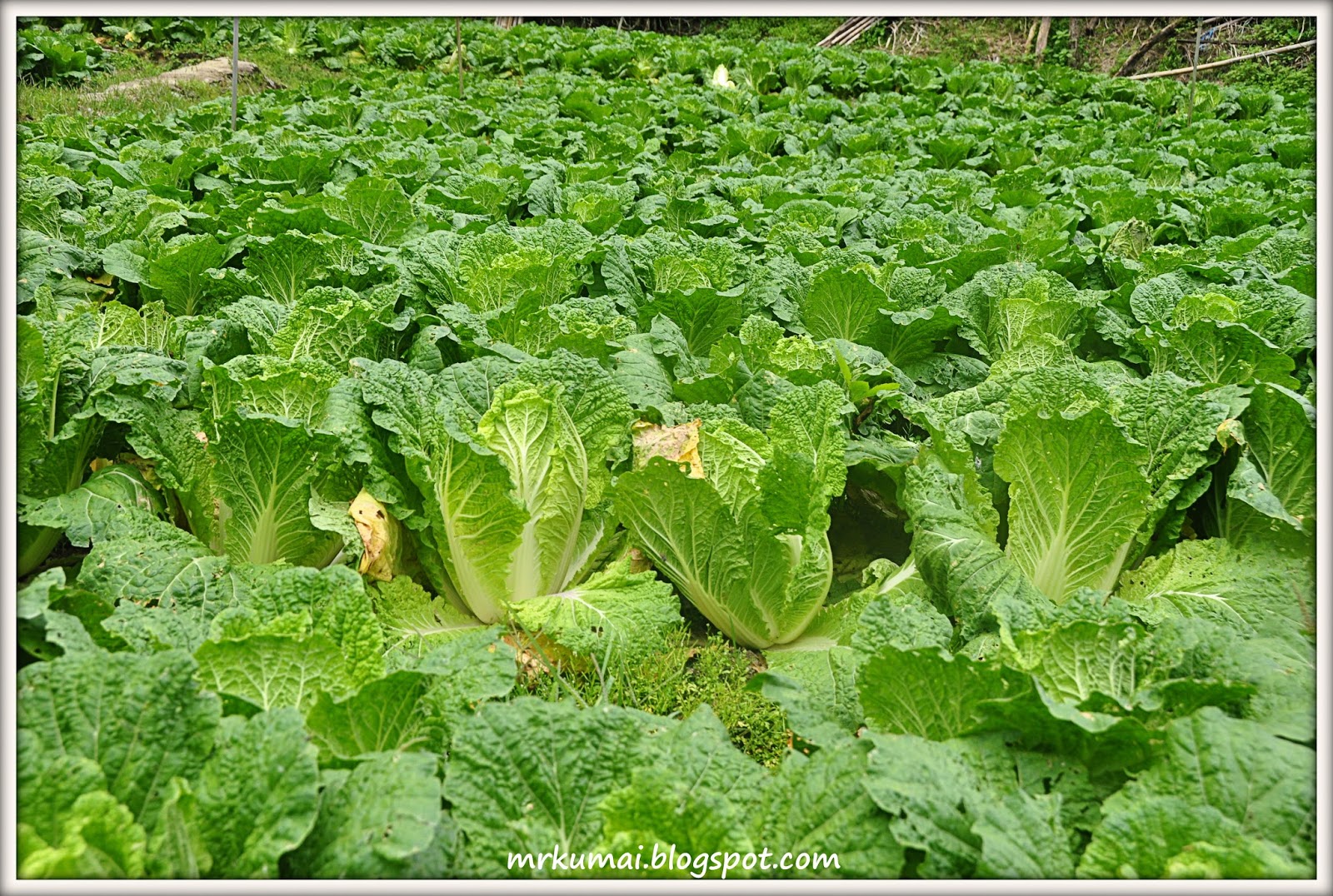 mrkumai.blogspot.com: Kebun Kubis Bunga di Cameron Highlands