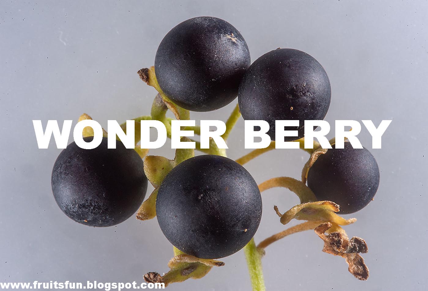 Ever Fresh Fruits: February 2016