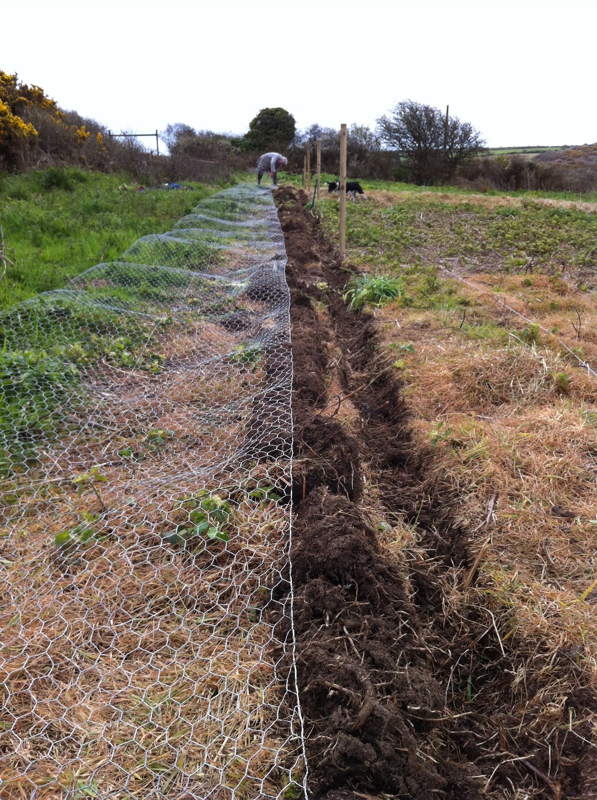 Carnlankie Allotment Association: Badger Proof Fence