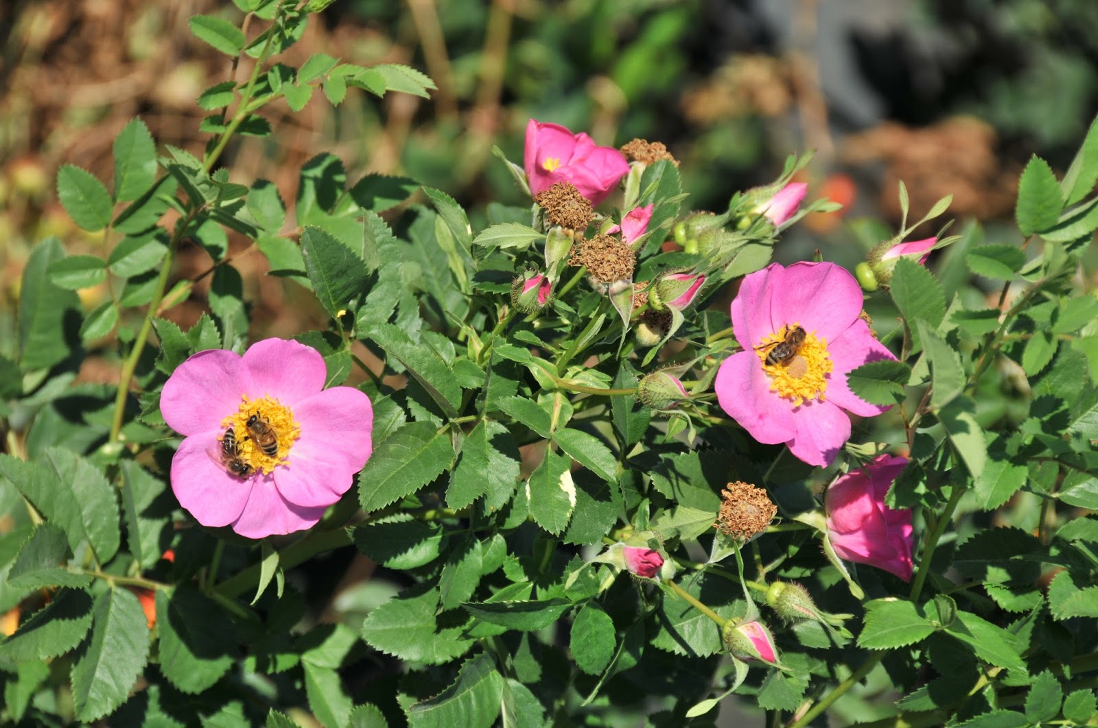 Szedjünk csipkebogyót! Most! - Kapanyél