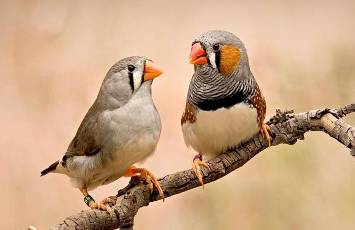 Sexing Finches