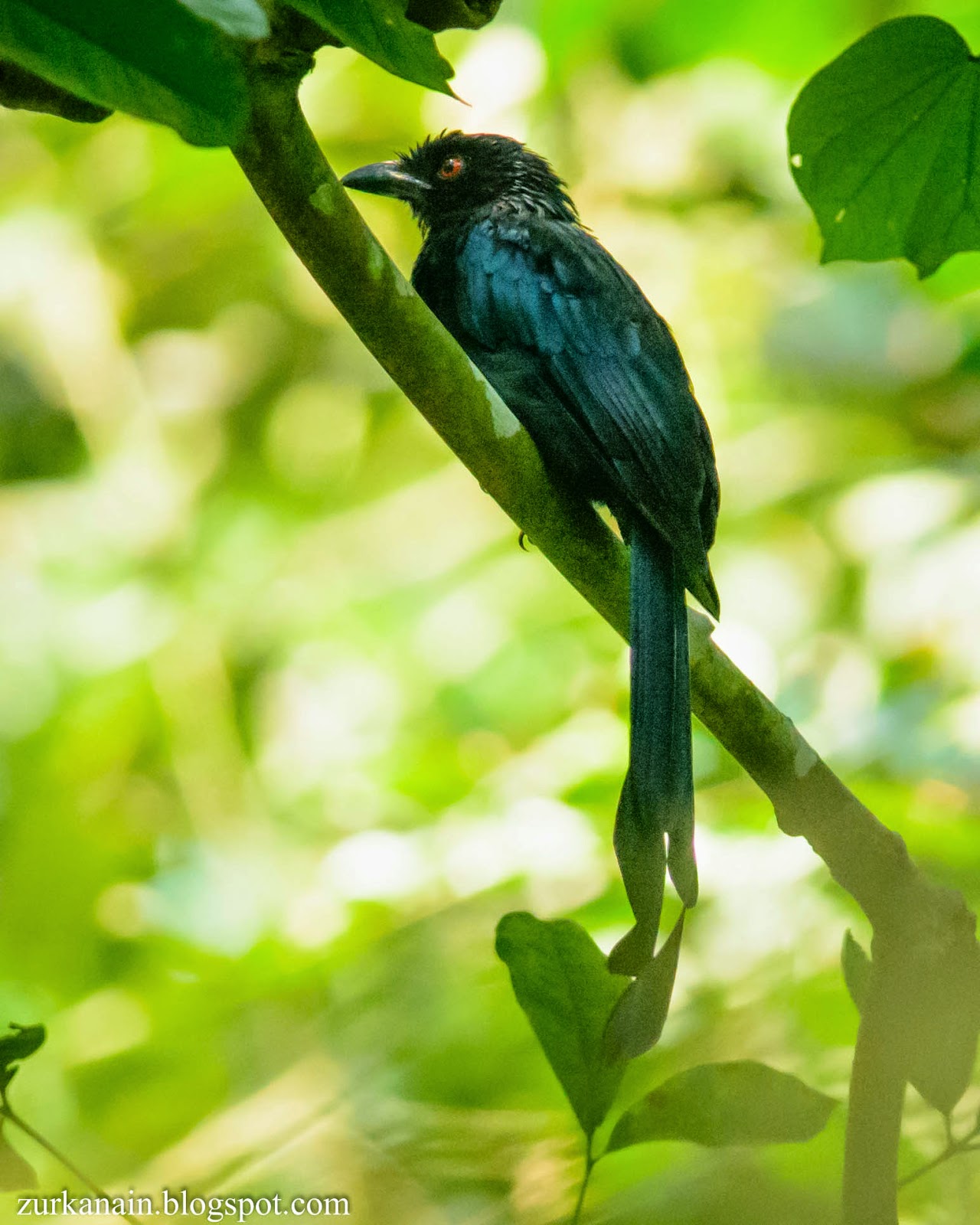 Zul Ya - Birds of Peninsular Malaysia: September 2014