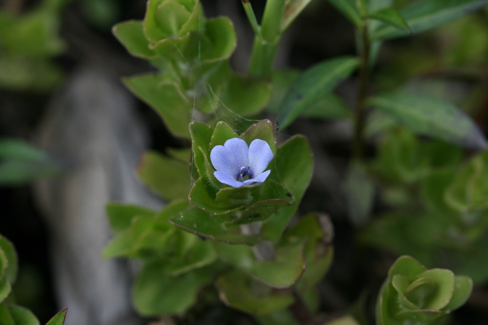Native Florida Wildflowers: Lemon Bacopa - Bacopa caroliniana